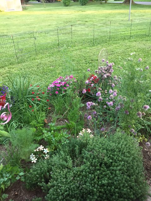 Weekend of Plant Sales and Planting! - Haven of Creativity